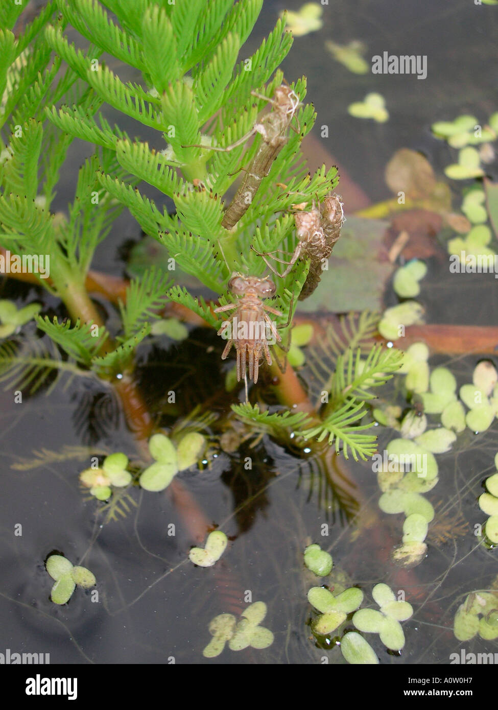 a damselfly emerging from the nymph stage in a pond Stock Photo - Alamy