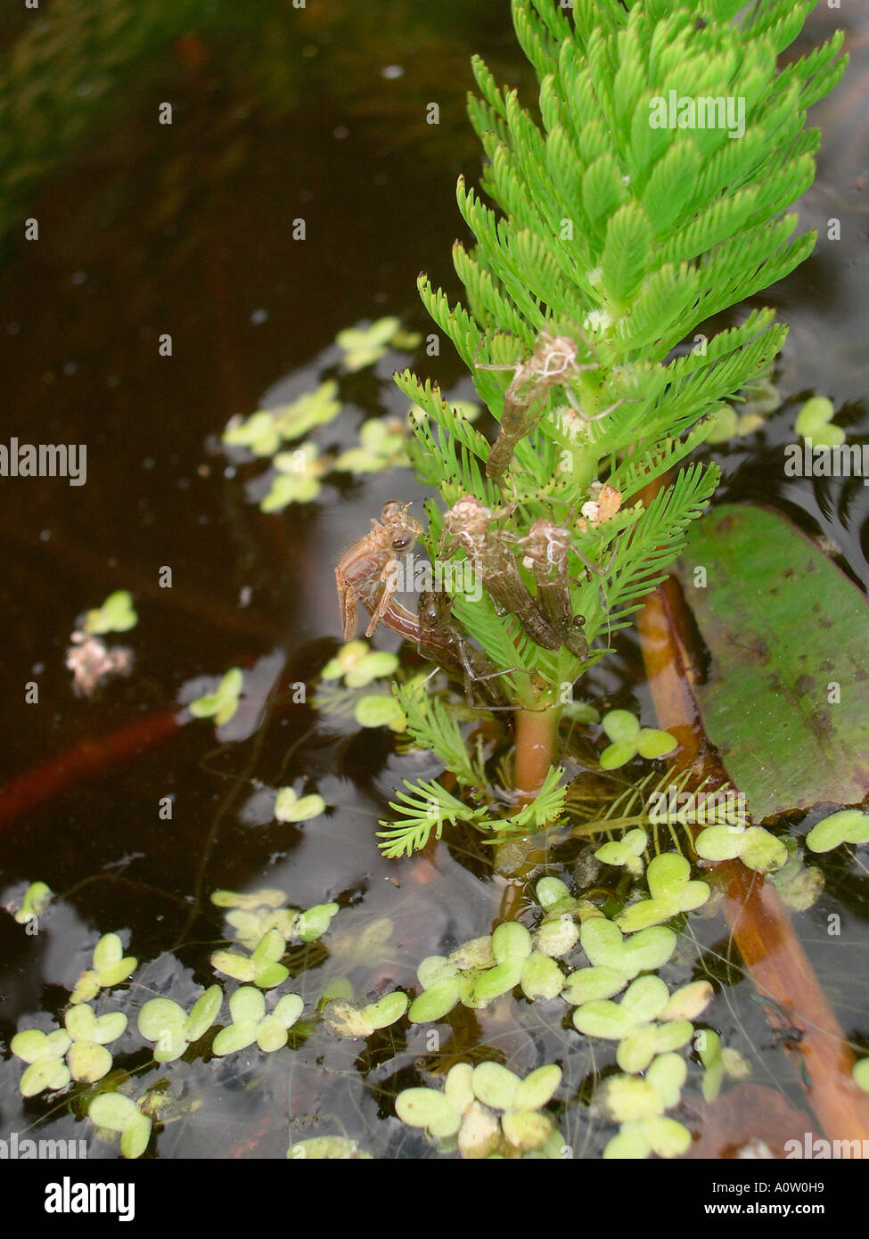 From aquatic nymph stage hi-res stock photography and images - Alamy