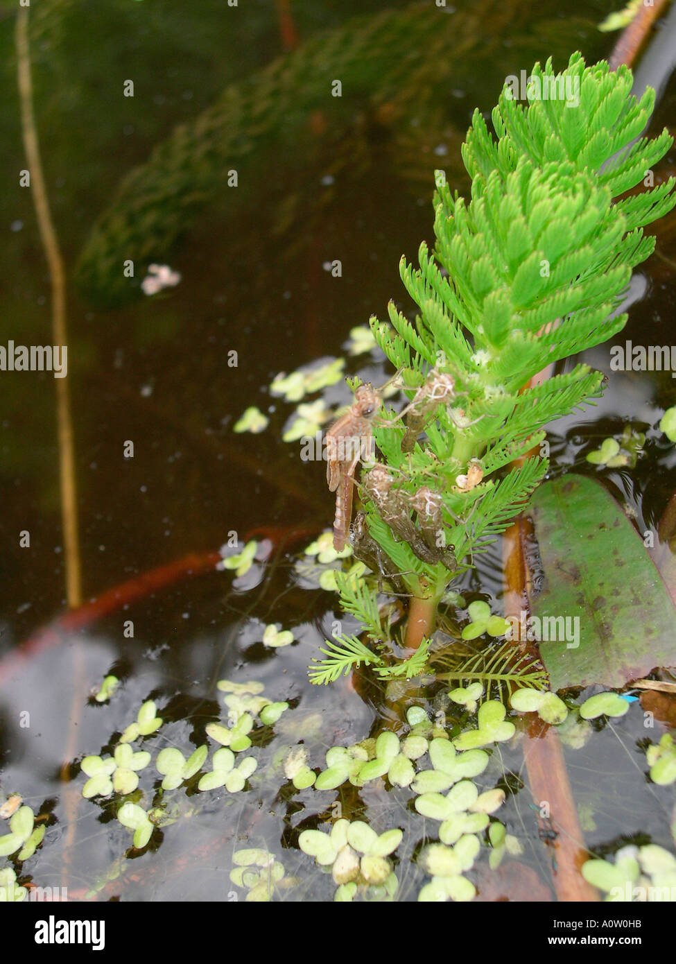 a damselfly emerging from the nymph stage in a pond Stock Photo - Alamy