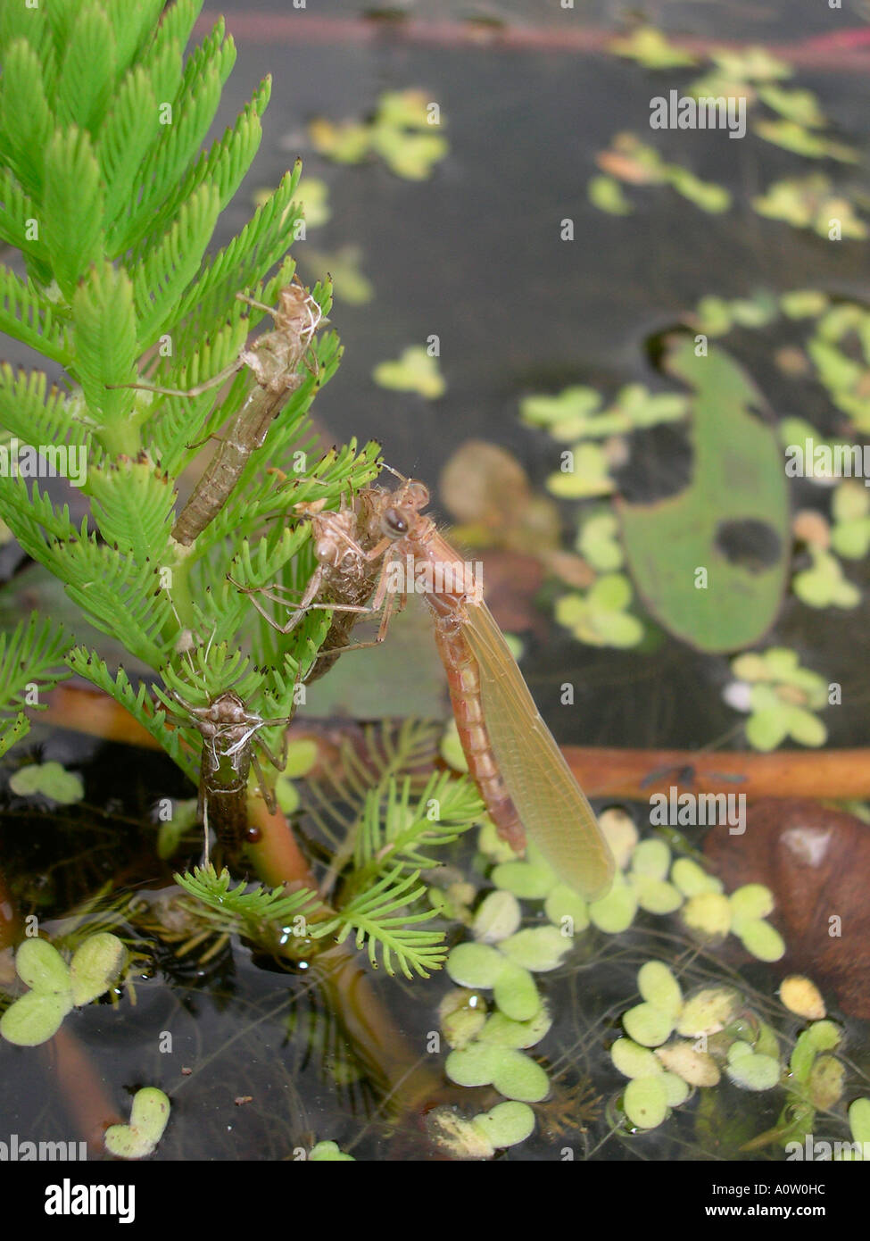 a damselfly emerging from the nymph stage in a pond Stock Photo - Alamy