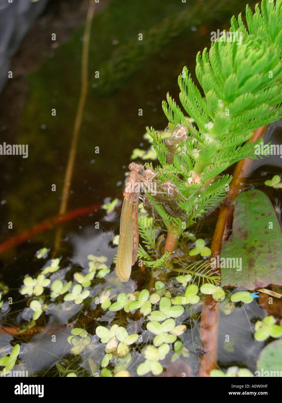 From Aquatic Nymph Stage High Resolution Stock Photography and Images ...