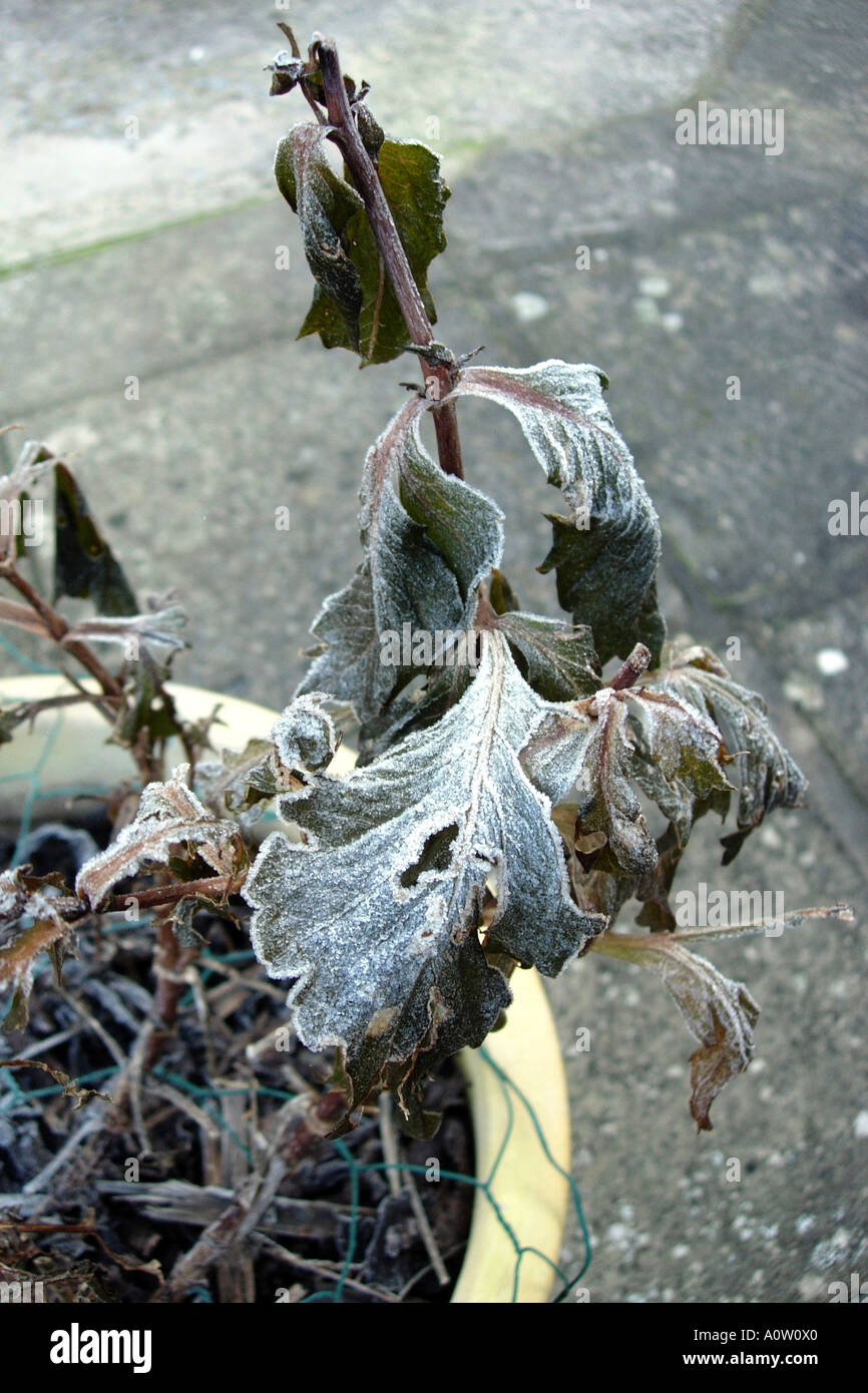 Frost precautions hi-res stock photography and images - Alamy