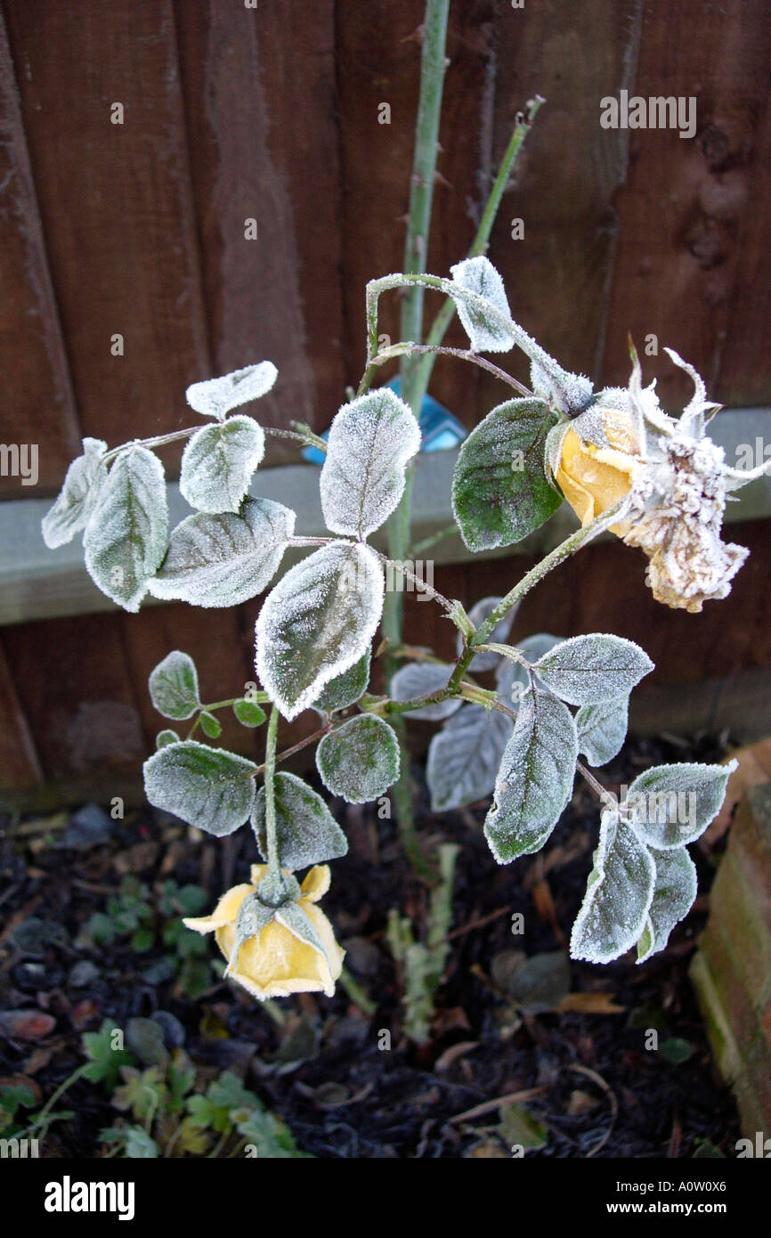 Rose tree buds totally ruined by a severe January Frost in an English ...