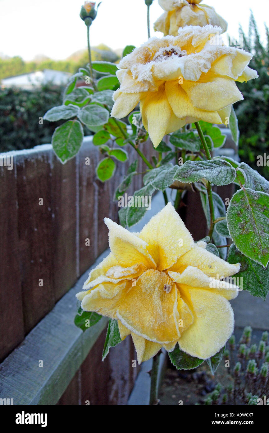 English rose tree hi-res stock photography and images - Alamy