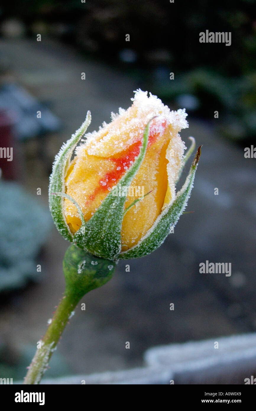 Rose tree buds totally ruined by a severe January Frost in an English ...
