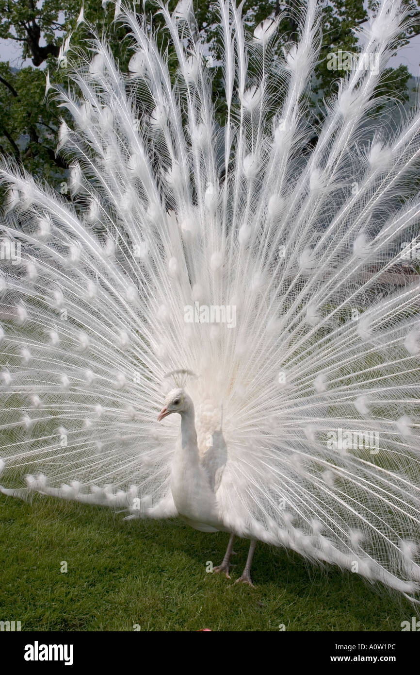 Albino peacock hi-res stock photography and images - Alamy