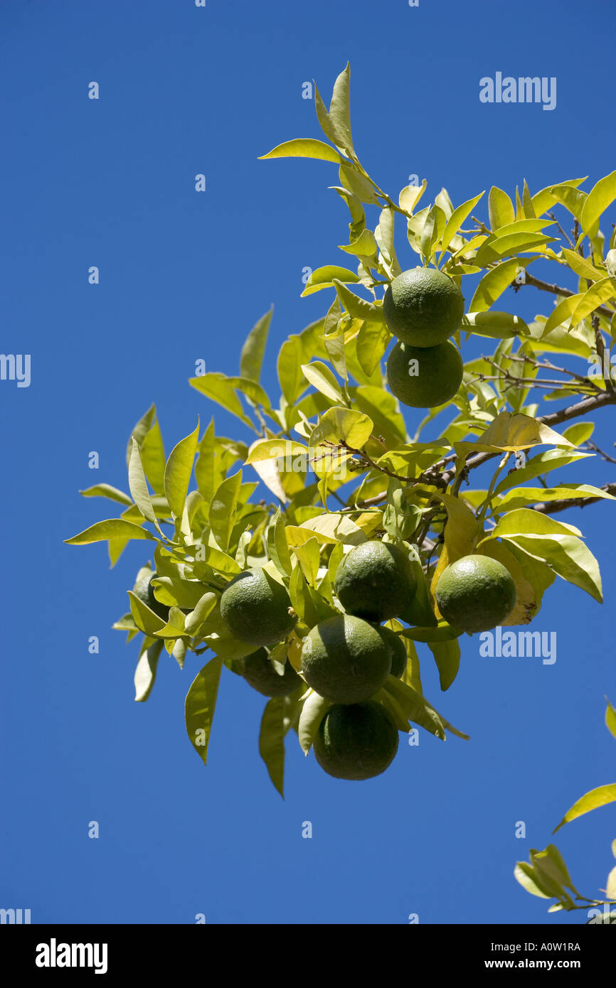 Lime Trees Cordoba Stock Photo - Alamy