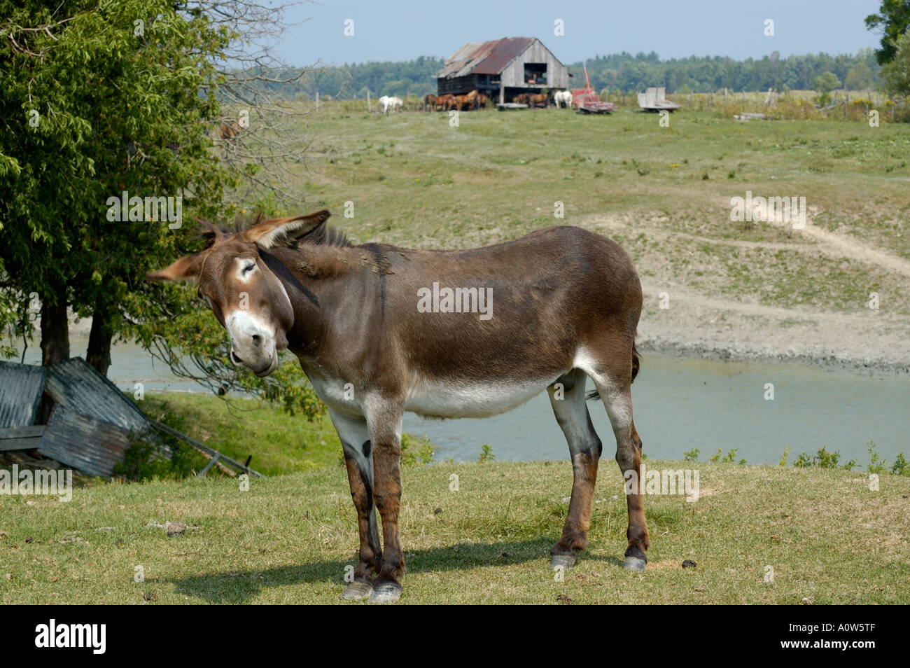 Donkey shaking its head in farm field Stock Photo - Alamy