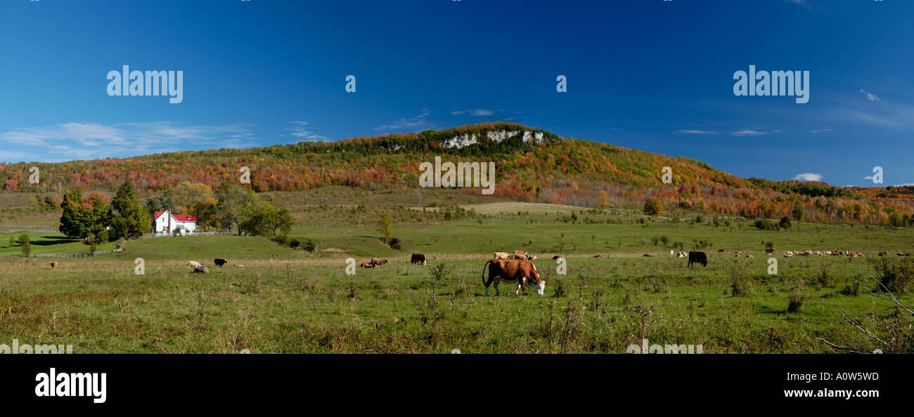 Cows in field fall colors hi-res stock photography and images - Alamy