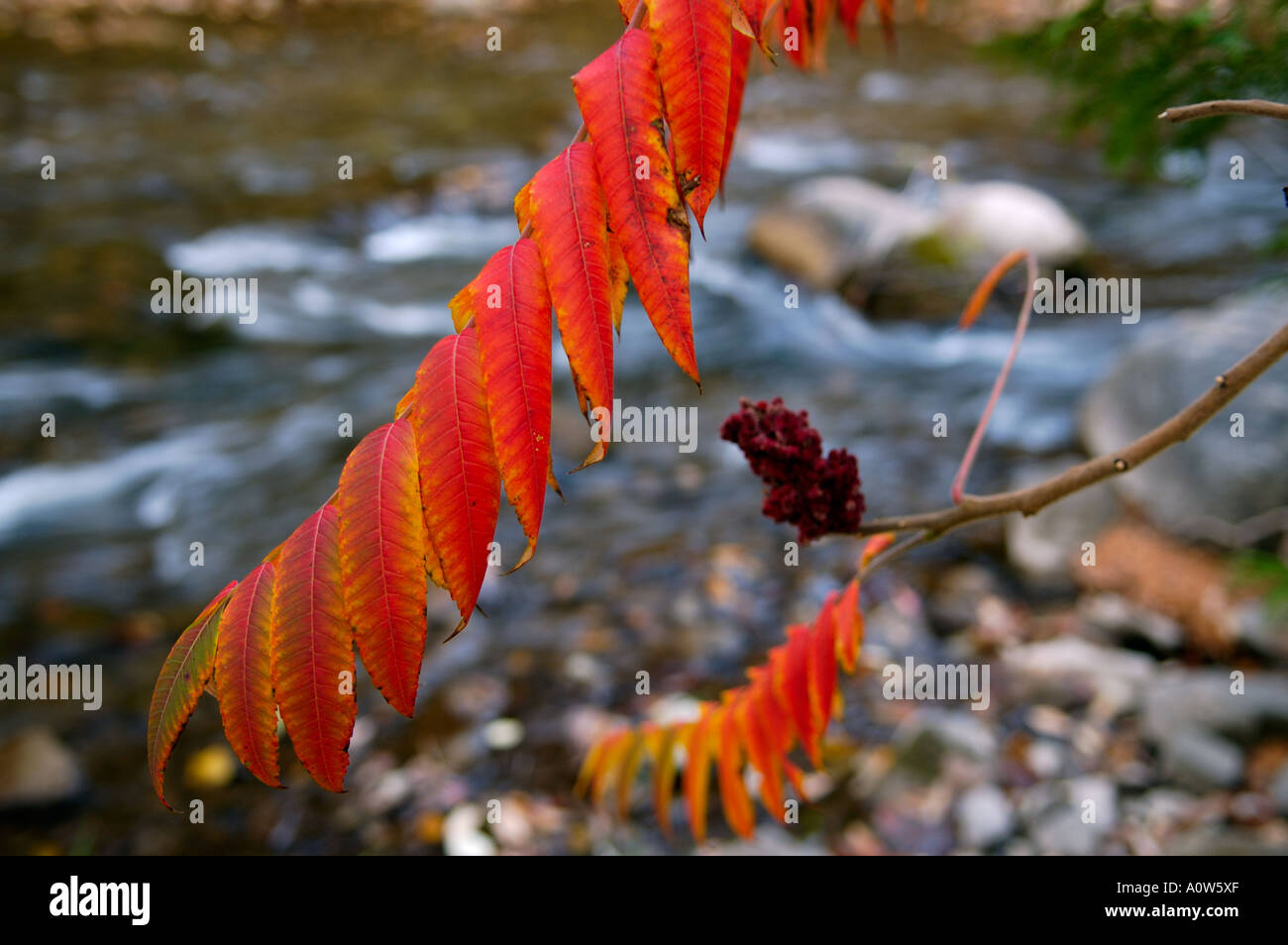 Red sumac leaves over the Nottawasaga River Stock Photo - Alamy