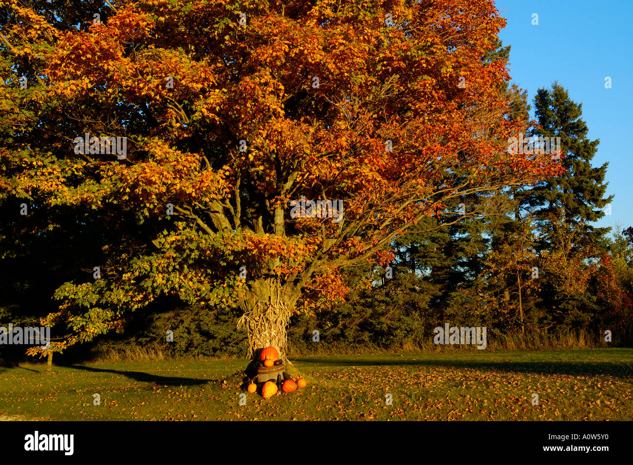 Under maple tree hi-res stock photography and images - Alamy