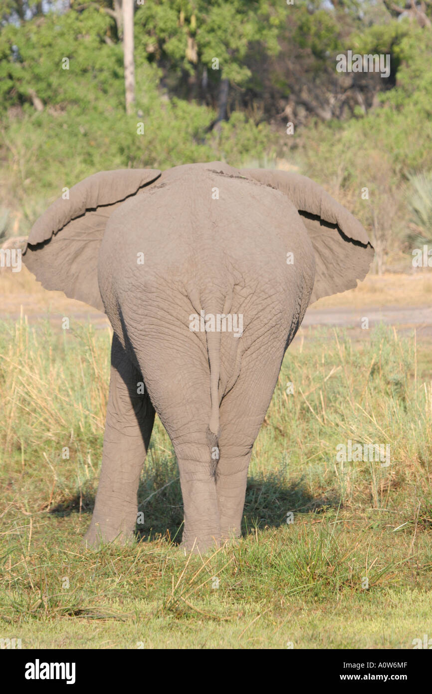 Elephants bum hi-res stock photography and images - Alamy