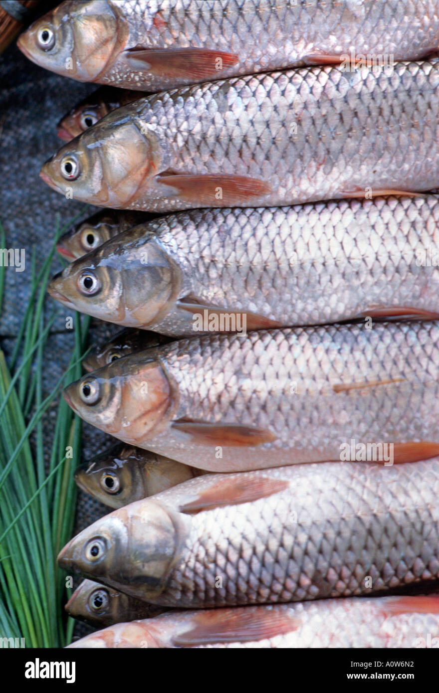 Organised selection of fresh fish at the market stall Sapa Vietnam ...