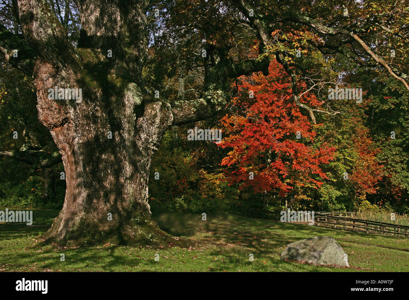 Giant oak historical hi-res stock photography and images - Alamy