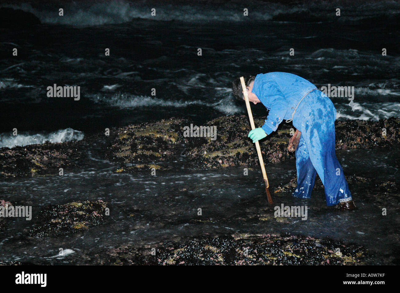 Popular spanish barnacle hunters called Percebeiros looking for the ...