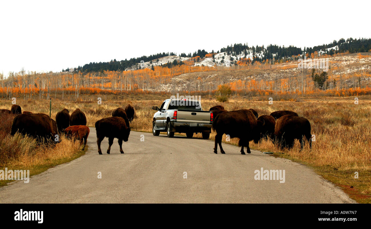 Buffalo obstructing highway hi-res stock photography and images - Alamy