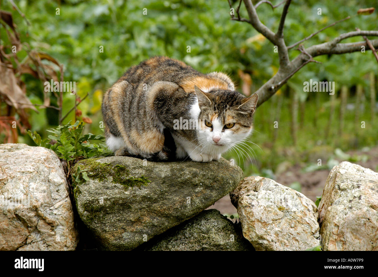 Beautiful nano fish hi-res stock photography and images - Alamy