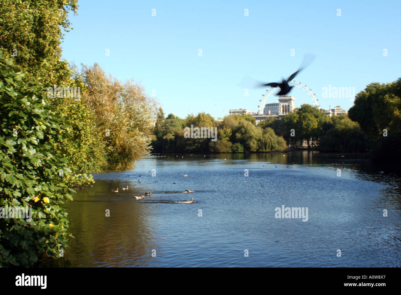 bird flying over the pond, St James' Park, London Stock Photo - Alamy