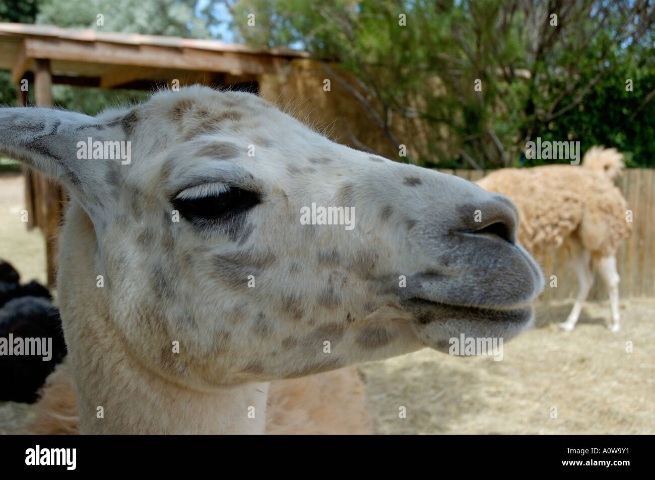 Lama peruana hi-res stock photography and images - Alamy