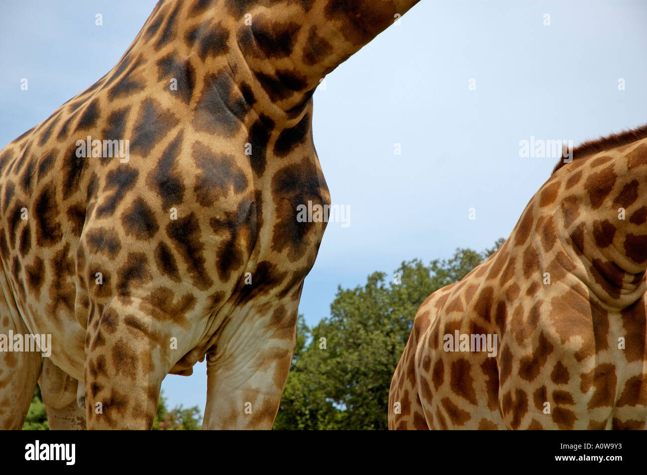 Natural pattern of the skin of two giraffes (Giraffa camelopardalis ...