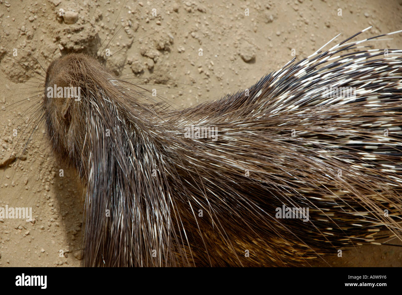 Hystrix cristata and africa hi-res stock photography and images - Alamy