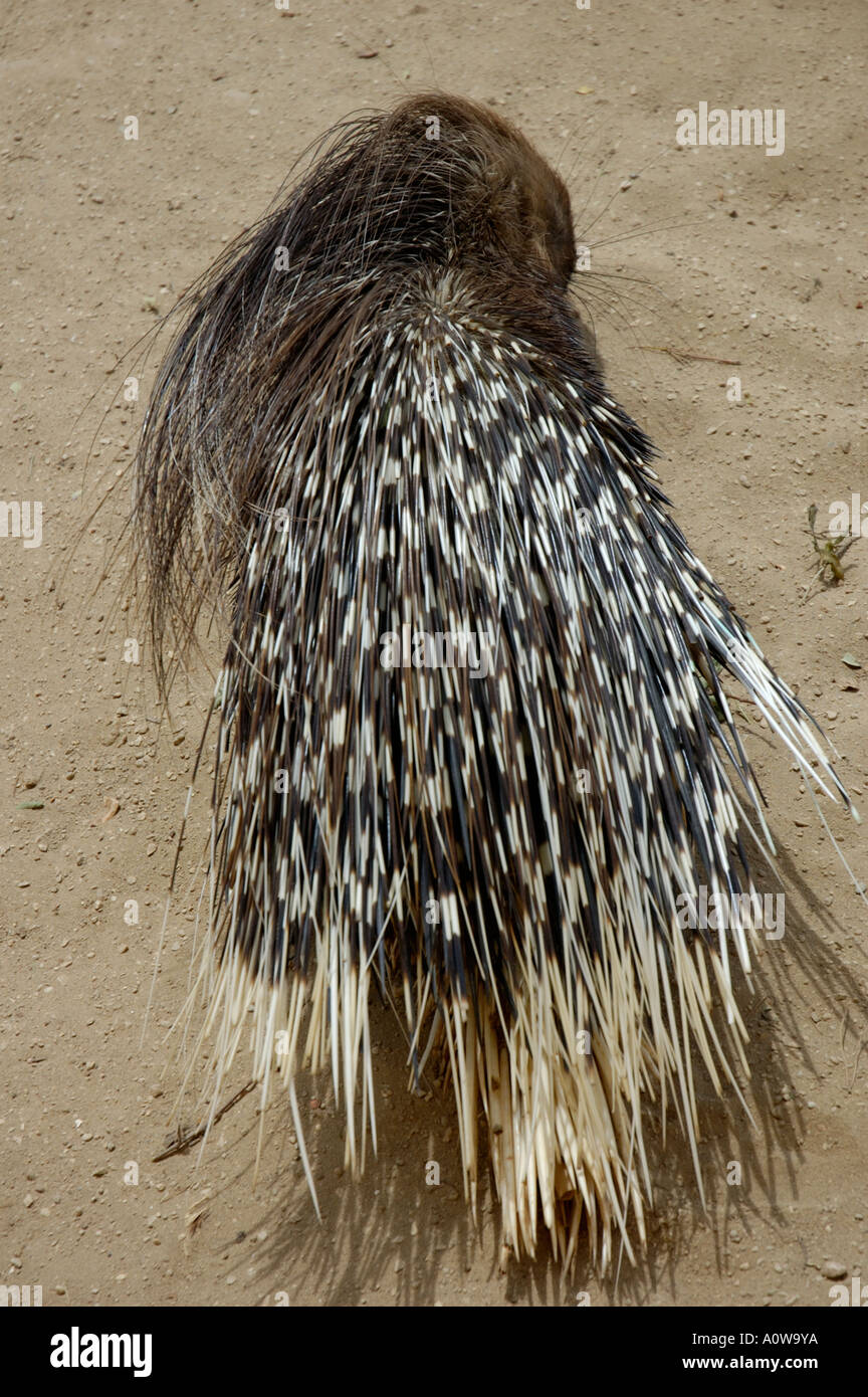 Hystrix cristata and africa hi-res stock photography and images - Alamy