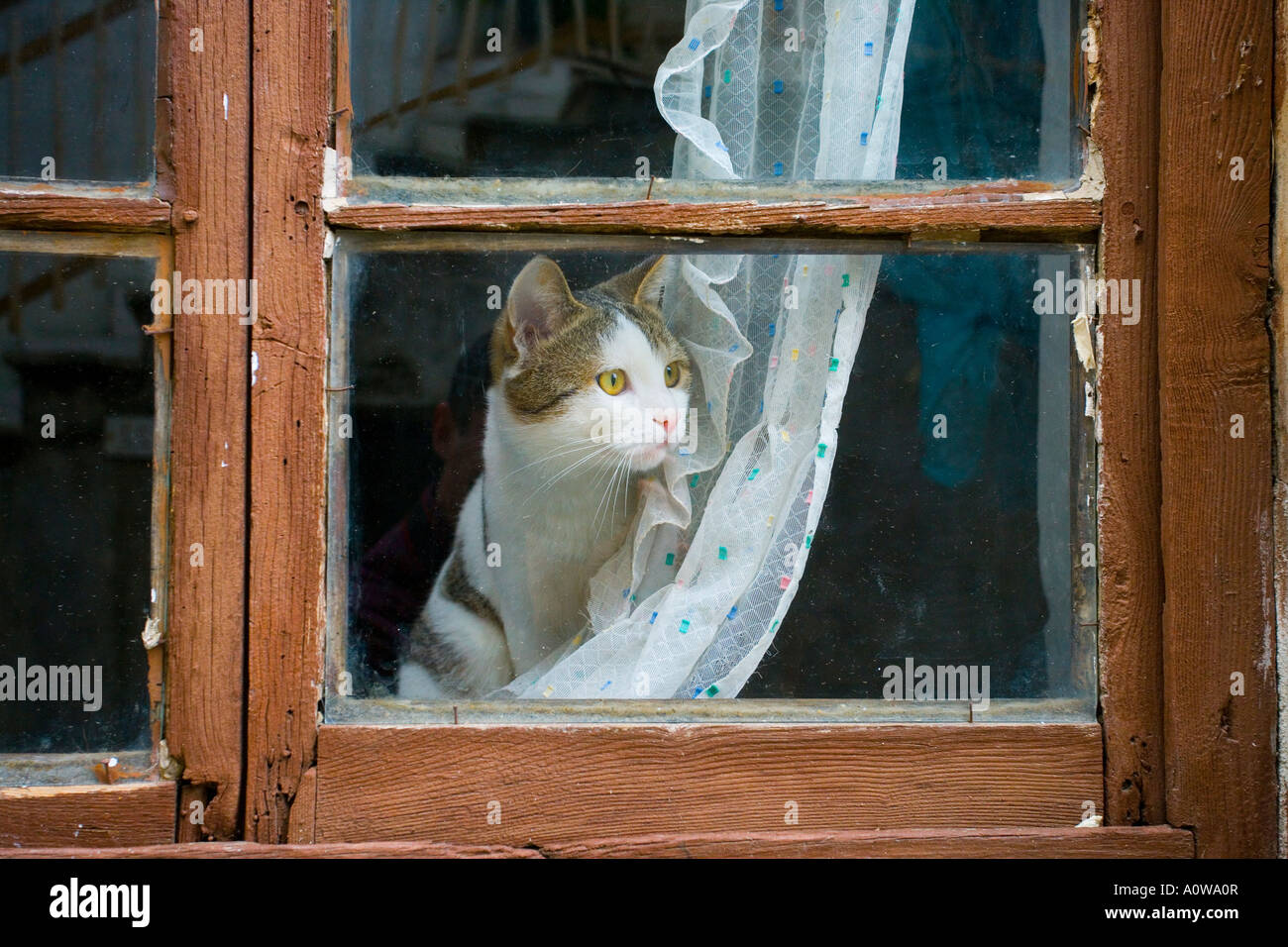 tabby cat staring out window from behind curtain Stock Photo - Alamy