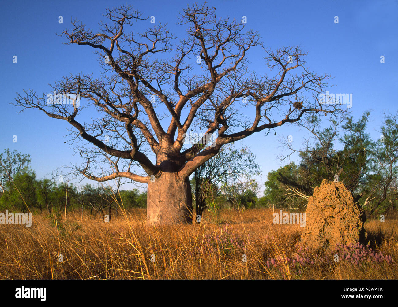 The boab prison tree hi-res stock photography and images - Alamy