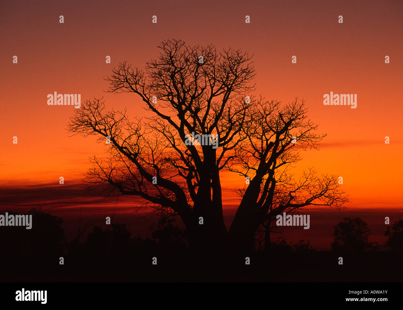 Boab tree silhouette hi-res stock photography and images - Alamy