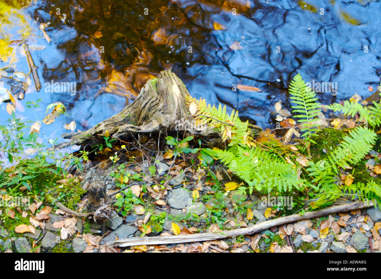Bushkill river hi-res stock photography and images - Alamy