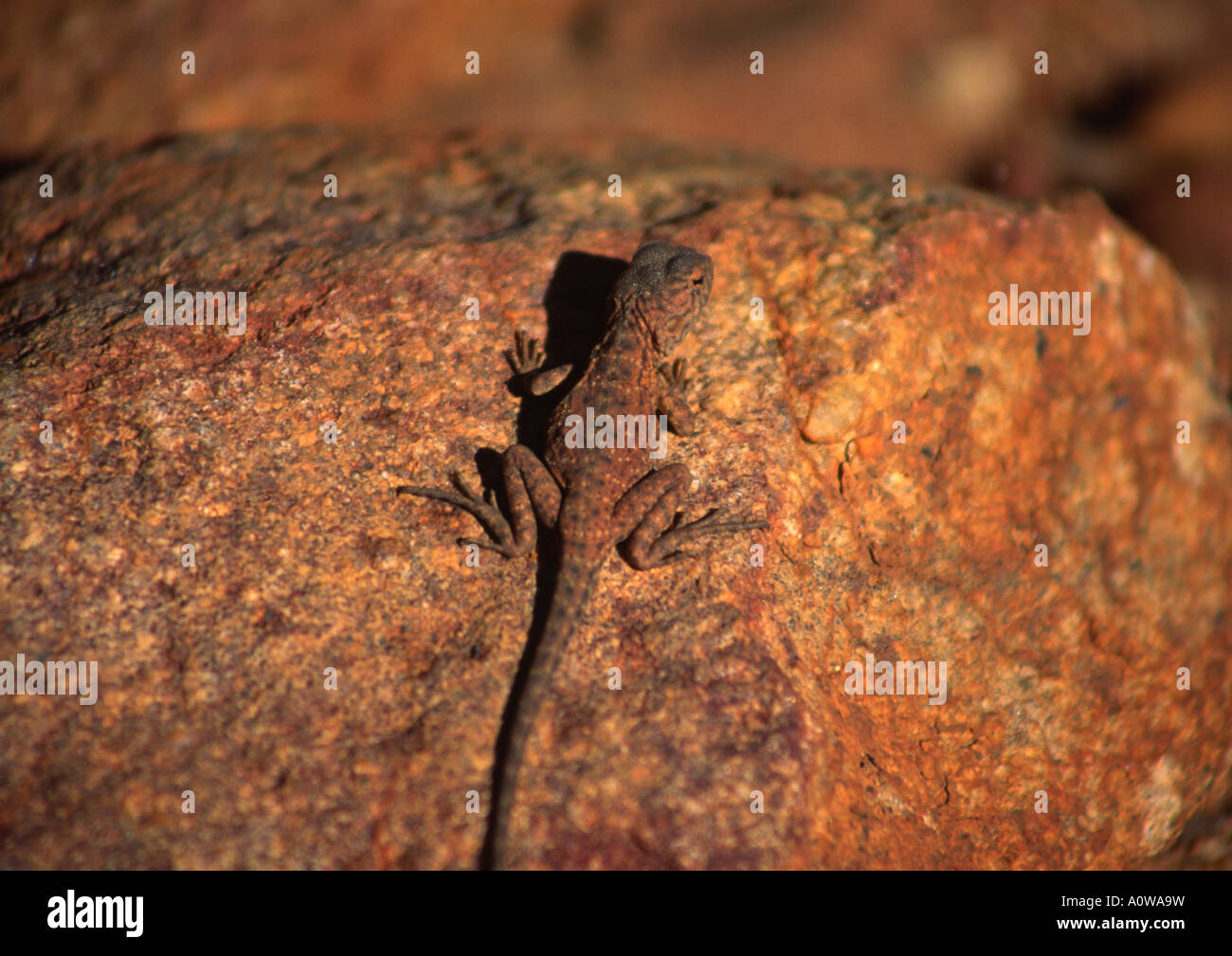 Ringtail Dragon, Australia Stock Photo - Alamy