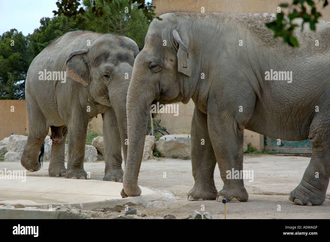 Twin elephants hi-res stock photography and images - Alamy