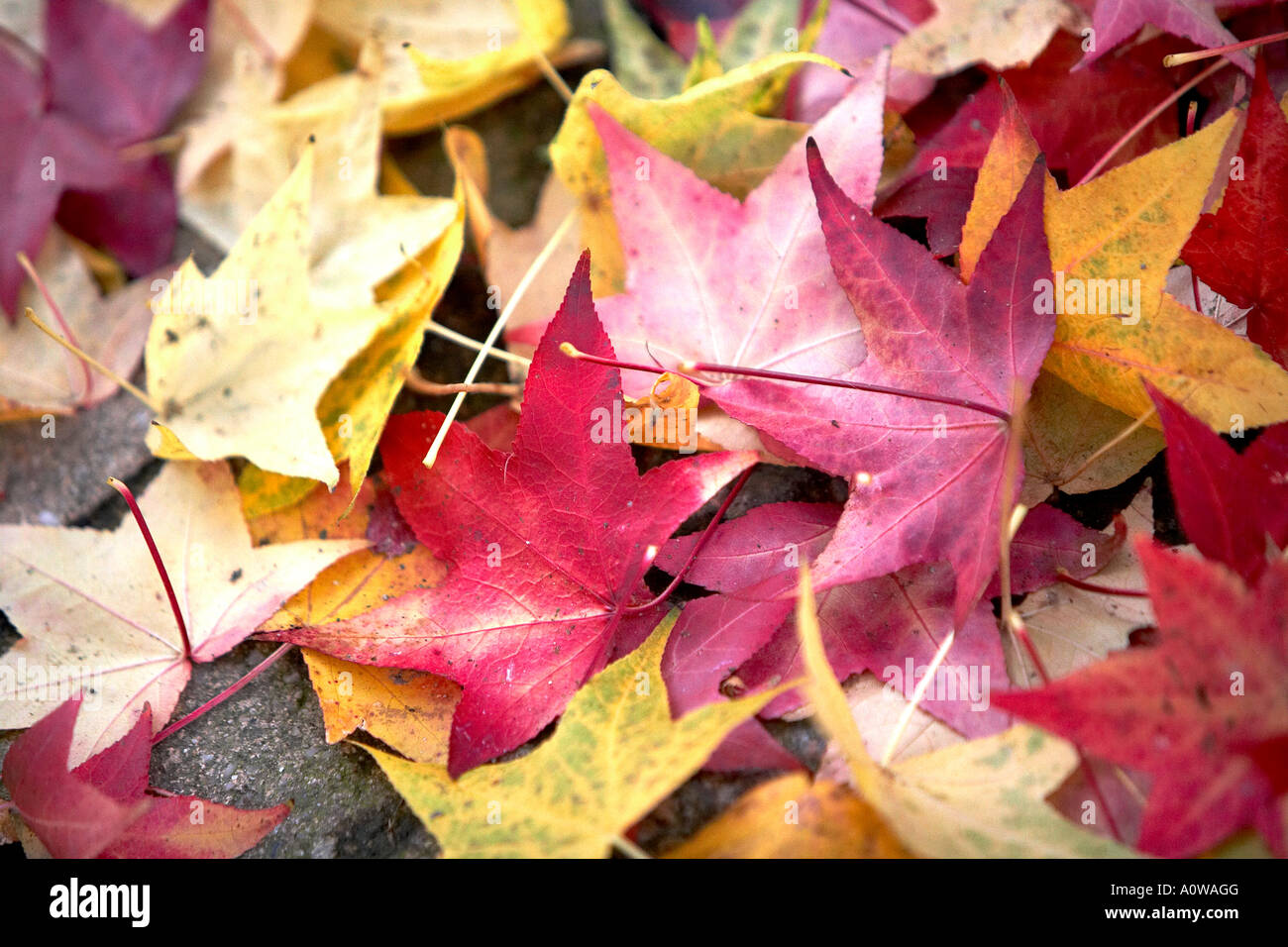 AUTUMN LEAVES ON A PAVEMENT IN FRANCE Stock Photo - Alamy