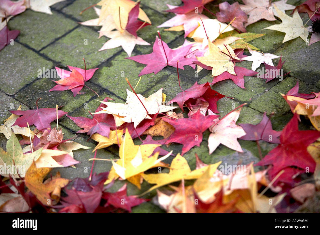 AUTUMN LEAVES ON A PAVEMENT IN FRANCE Stock Photo - Alamy