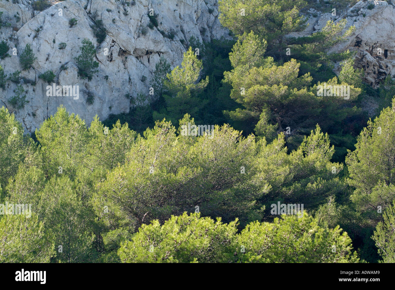 Pine trees on rock Stock Photo - Alamy