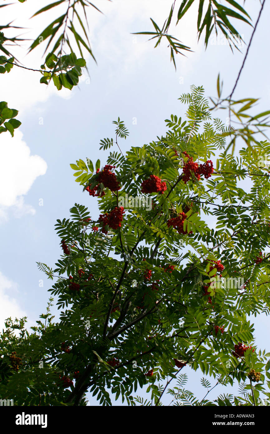 branches of a hedge with red flowers Stock Photo - Alamy