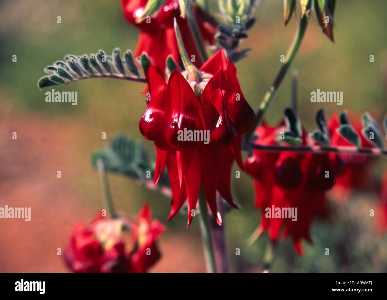Stuart's Desert Pea, Australia Stock Photo - Alamy