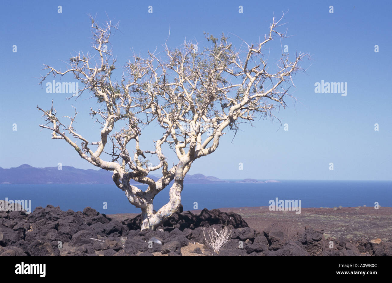 Tree overlooking Lake Turkana Kenya Stock Photo - Alamy