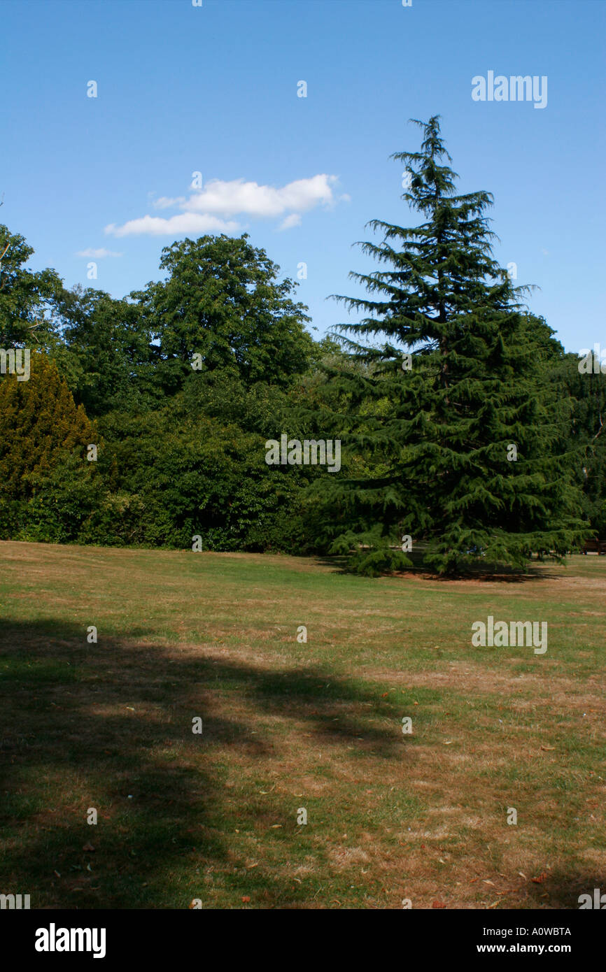 tree, Streatham Rookery, London Stock Photo - Alamy
