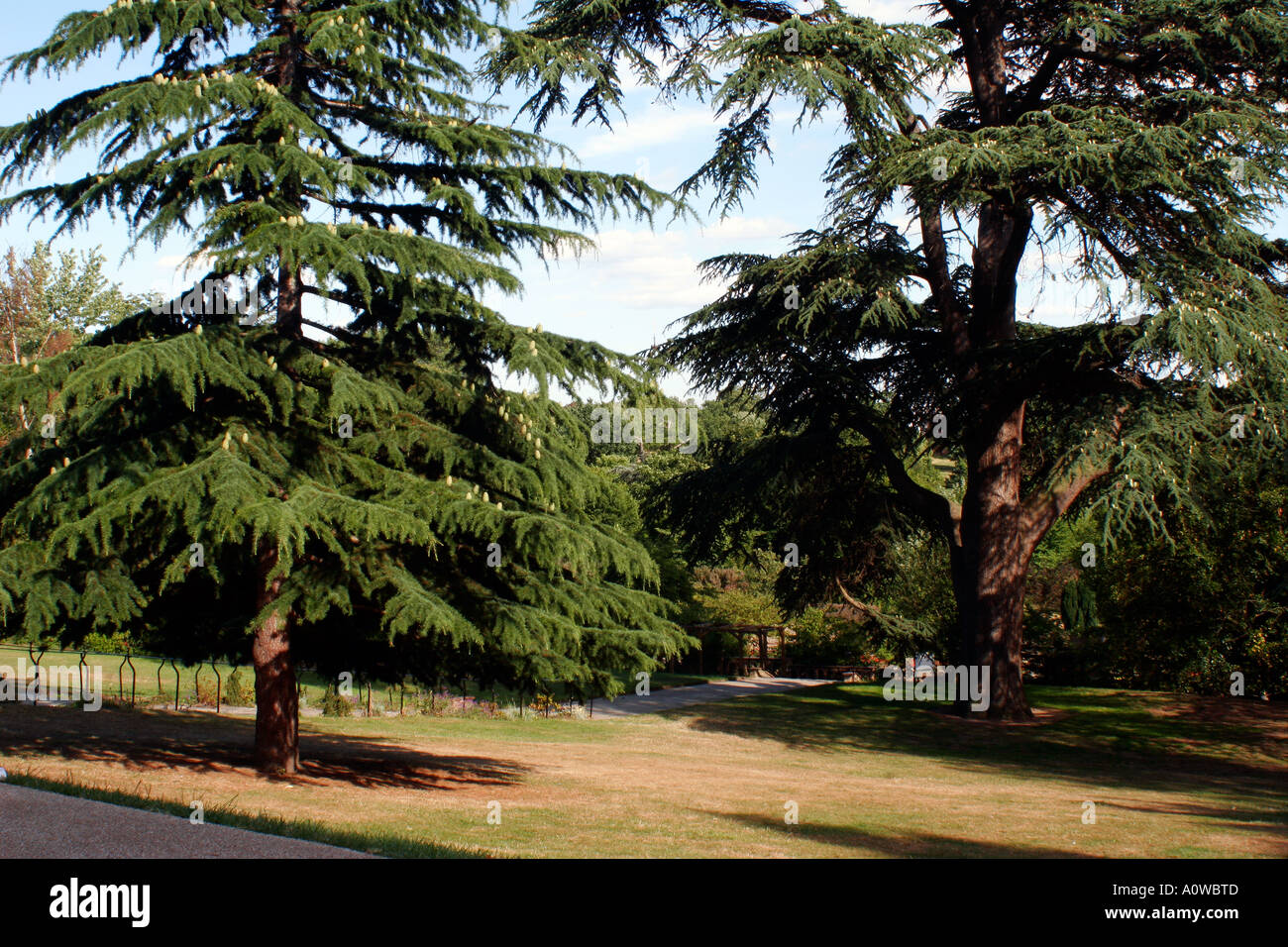 trees, Streatham Rookery, London Stock Photo - Alamy