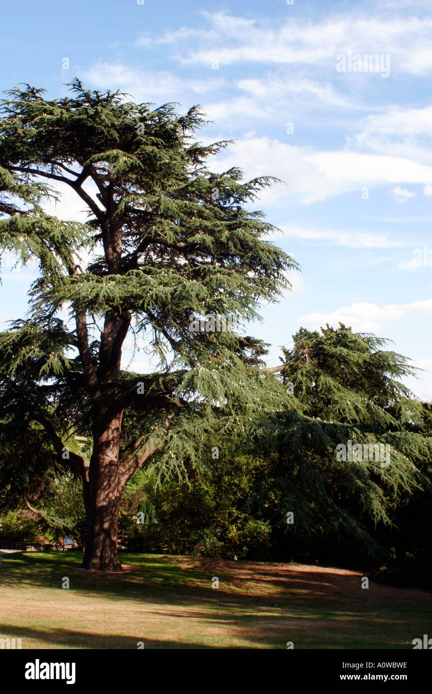 tree, Streatham Rookery, London Stock Photo - Alamy