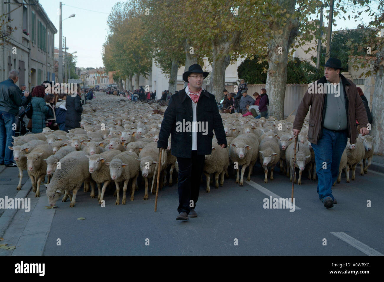 Provence Istres Sheepherder In Traditional Provencal Costume During A ...