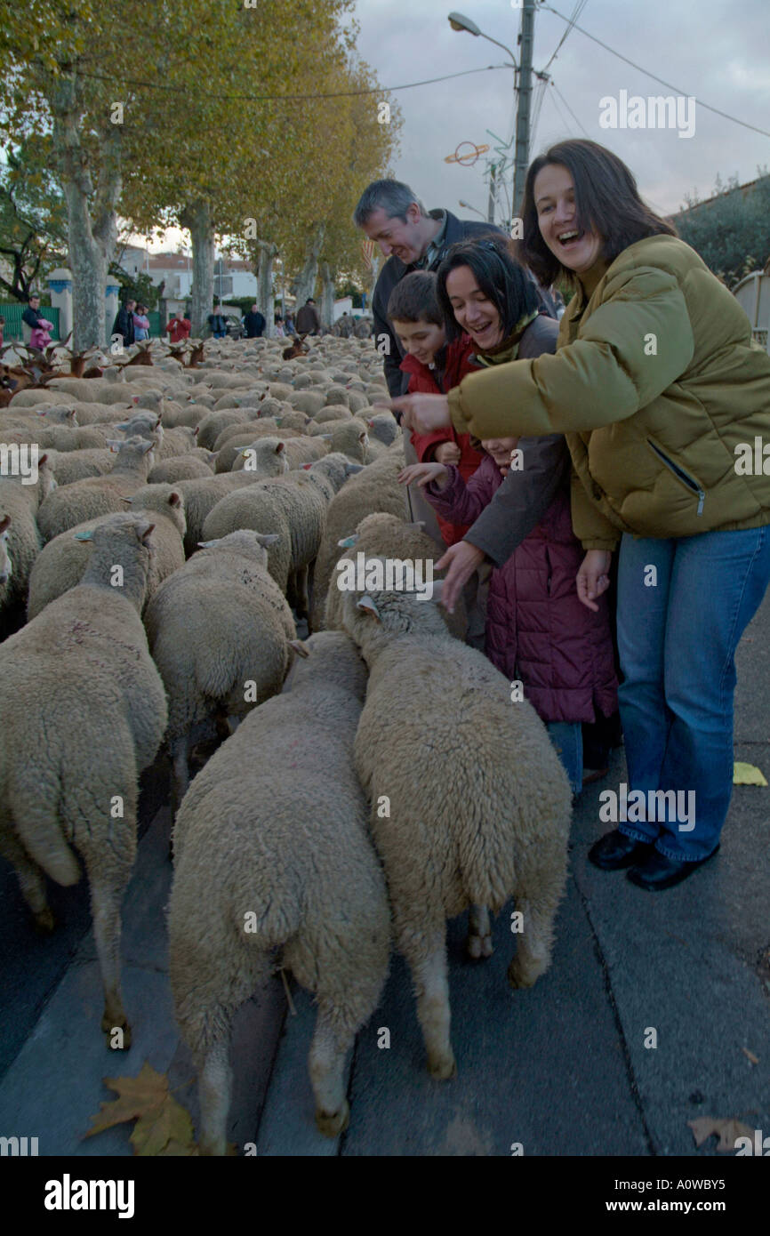 Laughing sheep hi-res stock photography and images - Alamy