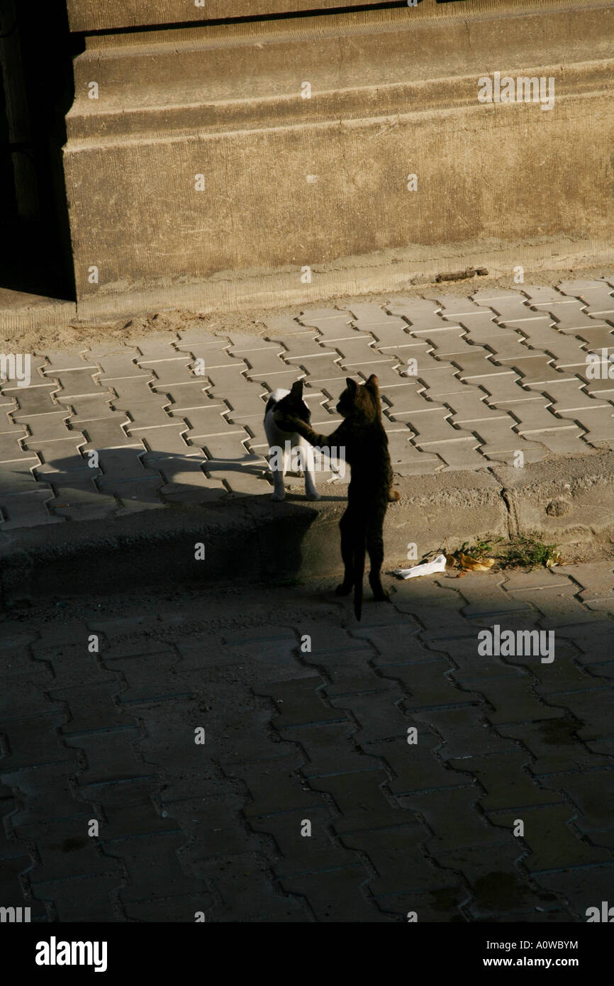 Street fight hi-res stock photography and images - Alamy