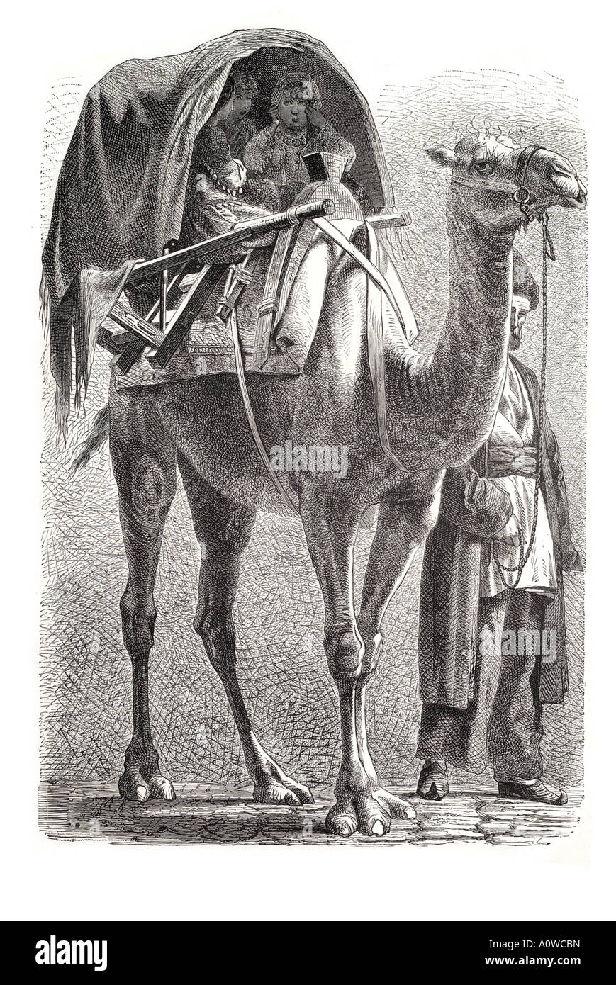 camel Caucasus camel transport carry covered Russia Persia Silk route ...