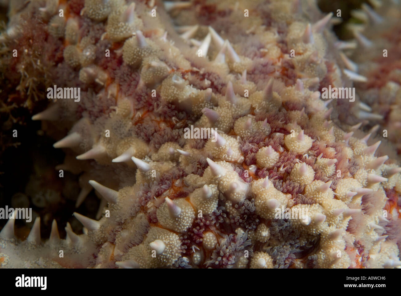 Spiny Starfish Marthasterias Glacialis Stock Photo - Alamy