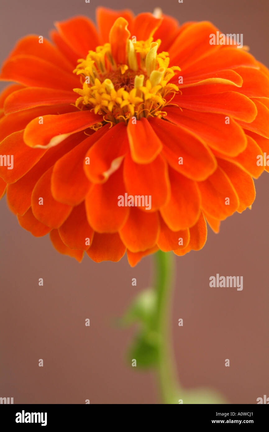 Common Zinnia flower Zinnia elegans daisy family Compositae Garden ...