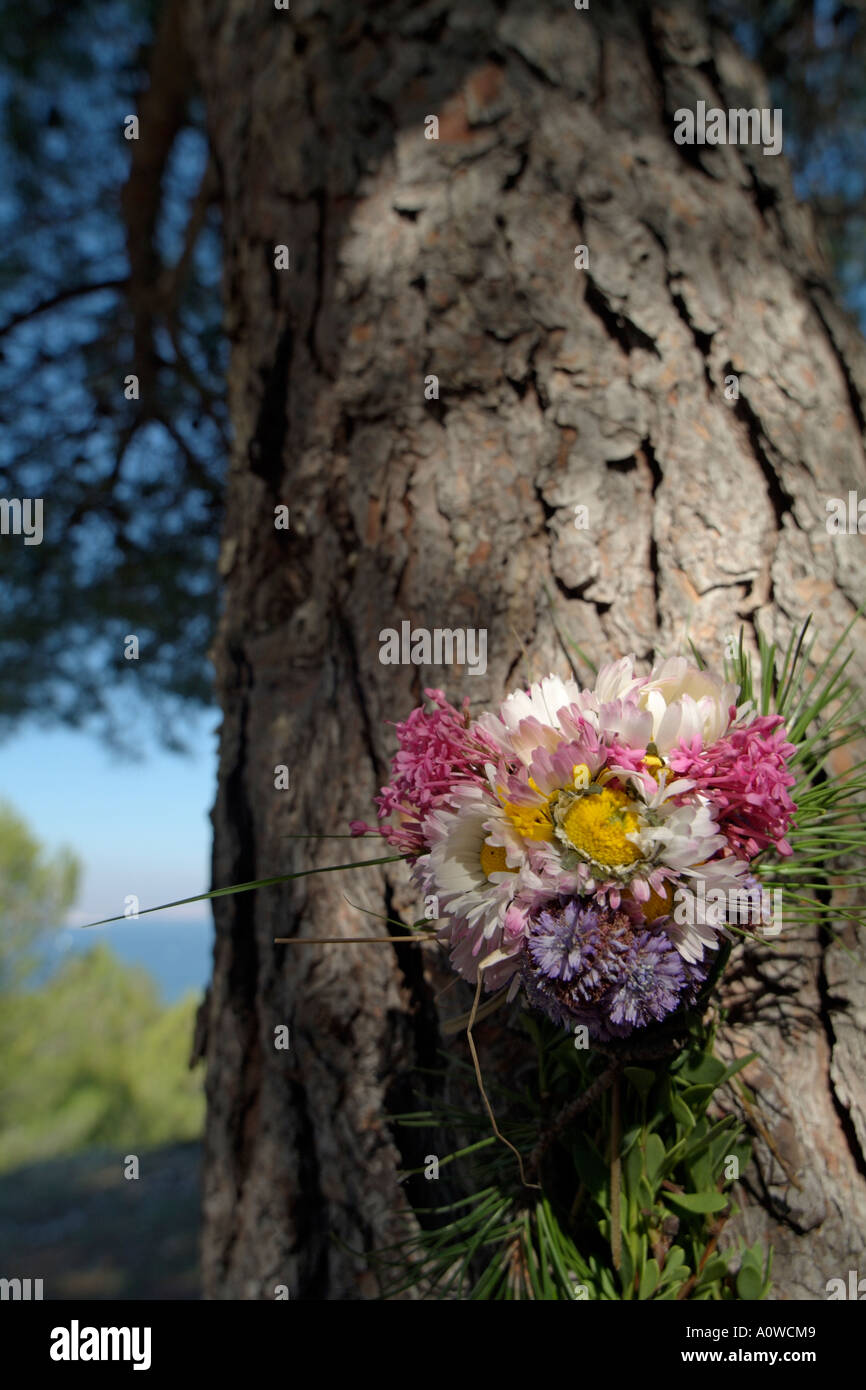 Mounted in tree hi-res stock photography and images - Alamy