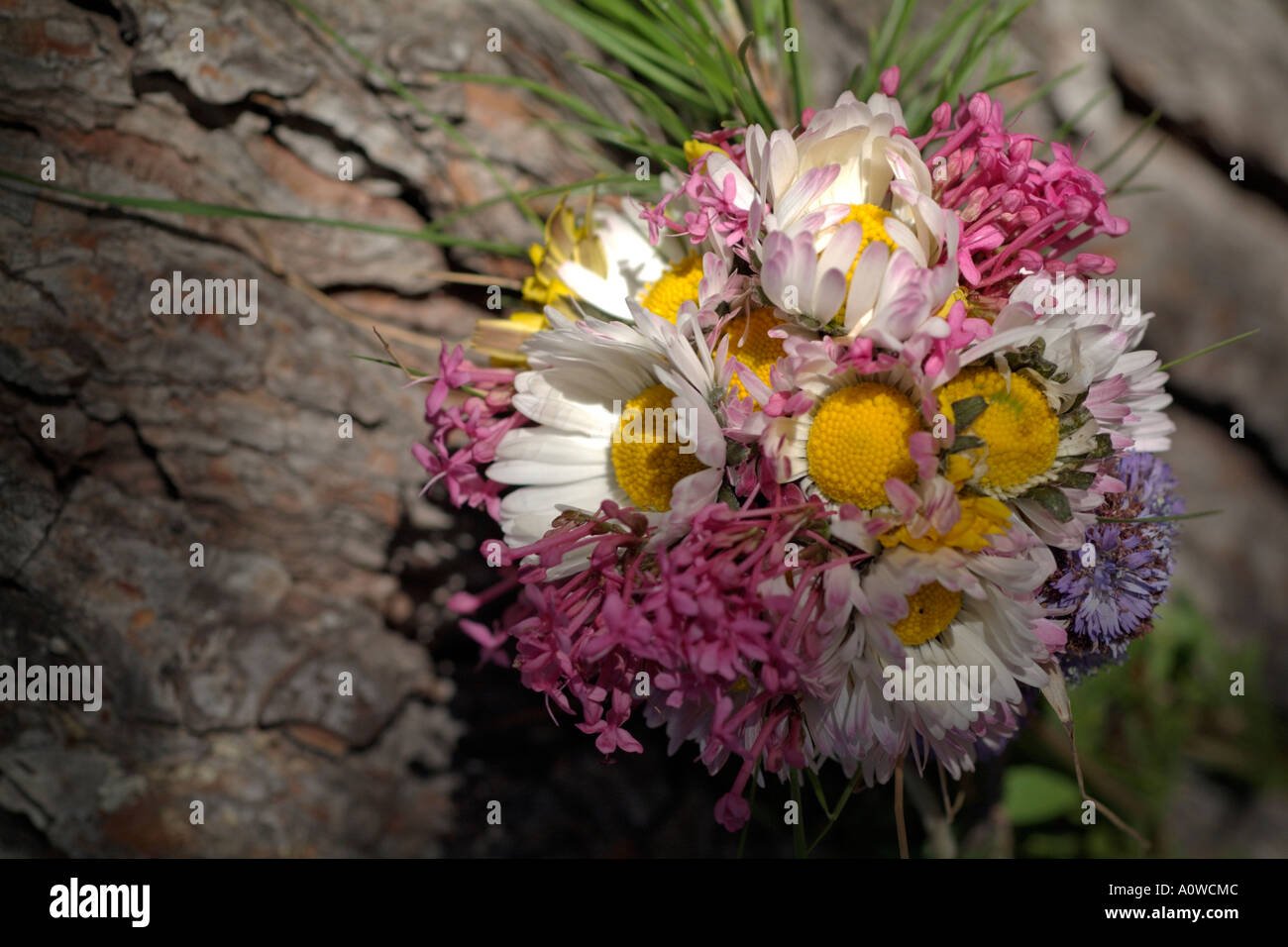 Mounted in tree hi-res stock photography and images - Alamy