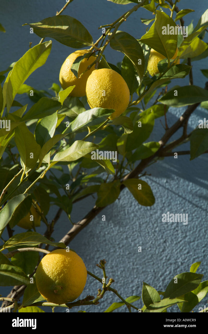 Lemon tree casting shadows on wall Stock Photo - Alamy